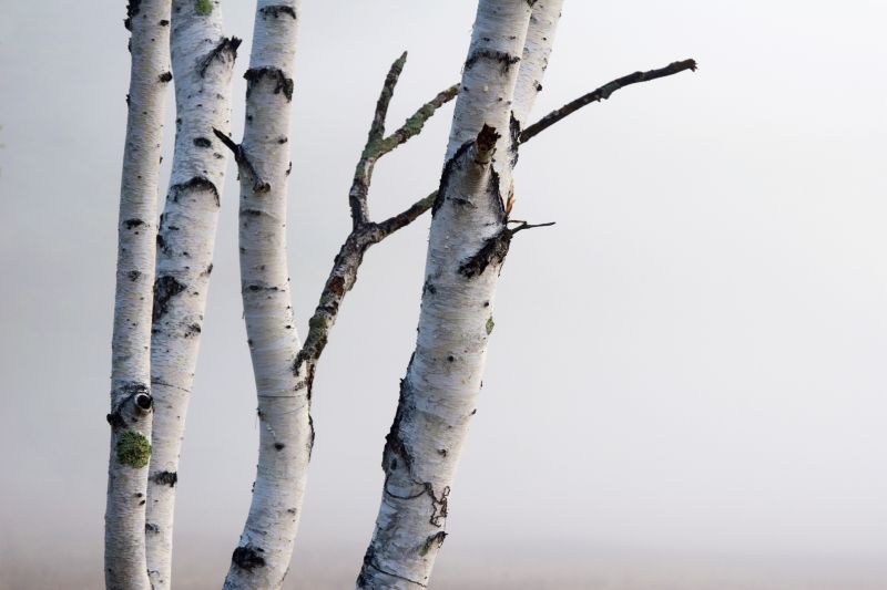 Professional Birch Tree Removal for Safer Landscapes